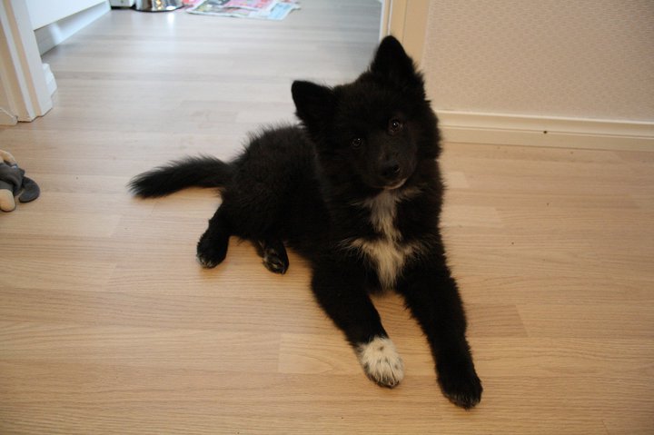 Tornion seudun lappalaiskoirat: Koiramme