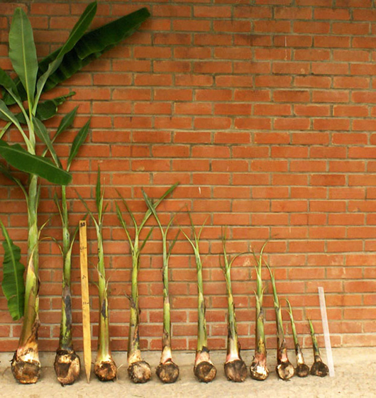 FRUTAS BRASIL: Produção e obtenção de mudas de Banana Irrigada