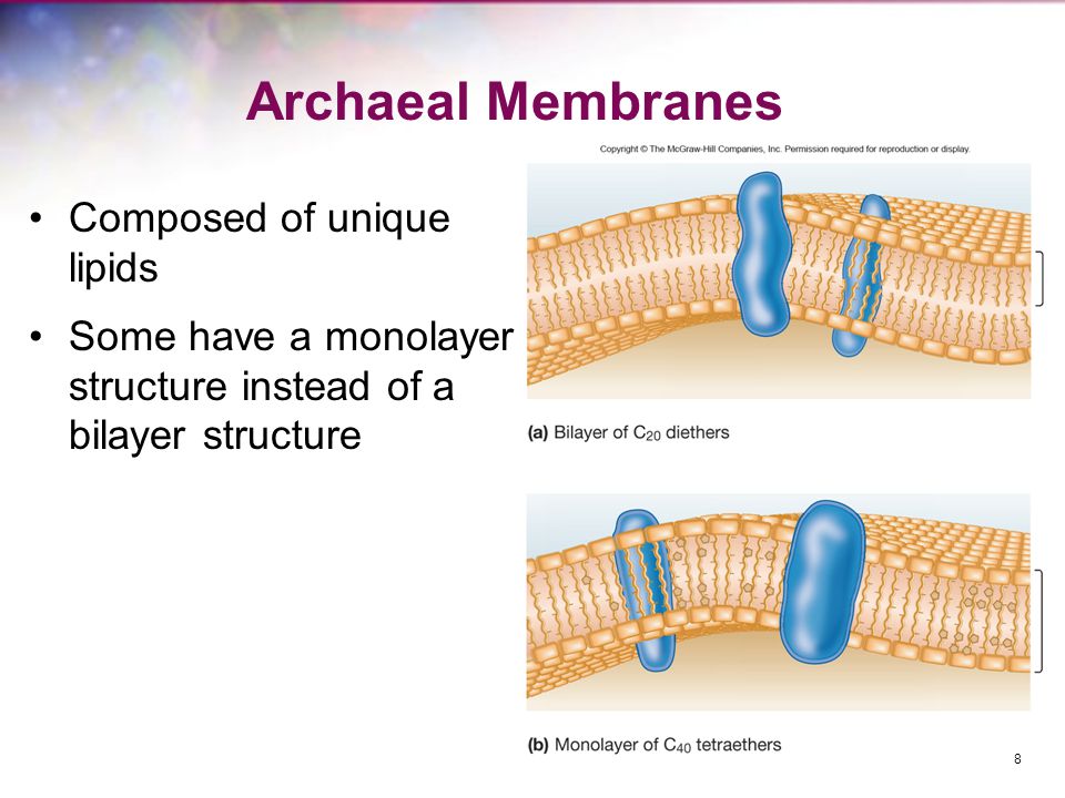 Merlins Micro World: Archaea Bacteria - Structure and chemical ...