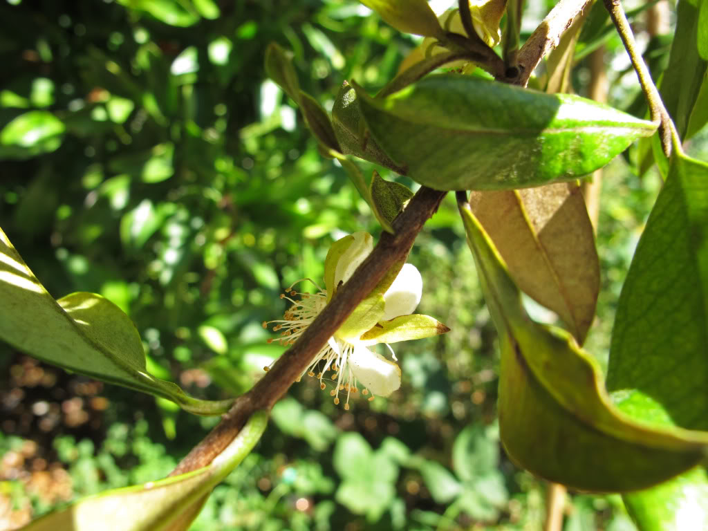 BIOFLAGRANTES*: PITOMBA