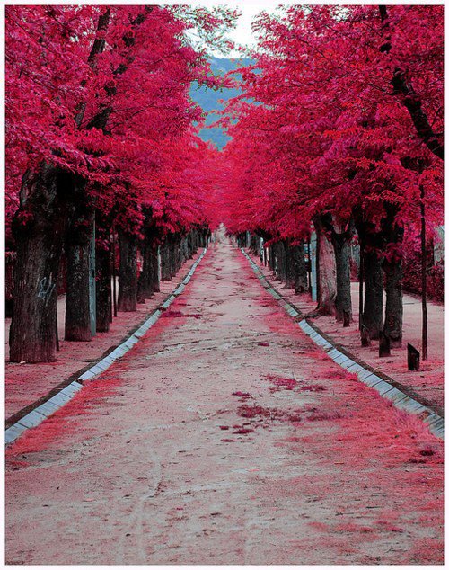 Amazing Tree Lined Path - azee