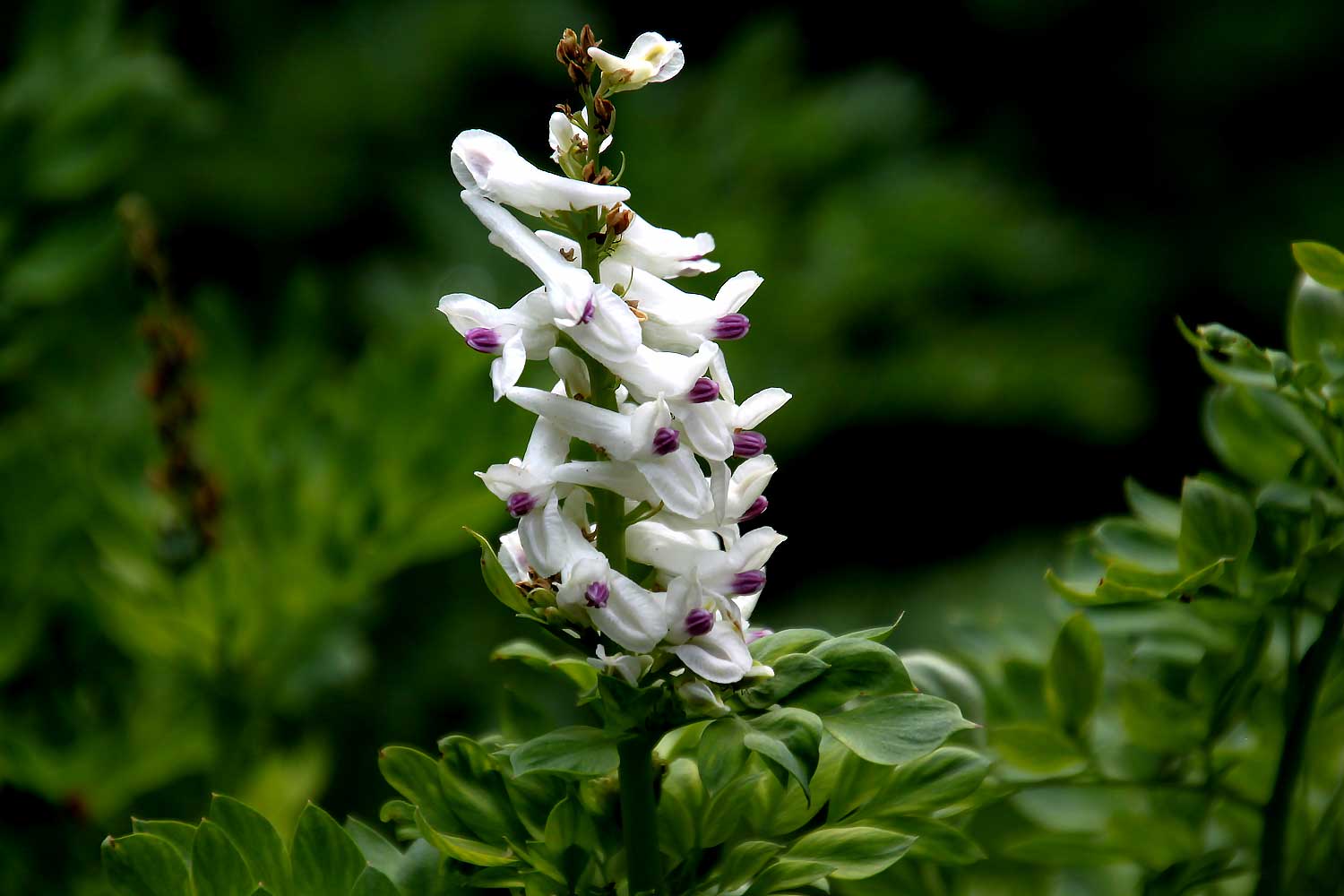 Wasatch Wildflowers: Case's Corydalis (Corydalis caseana)