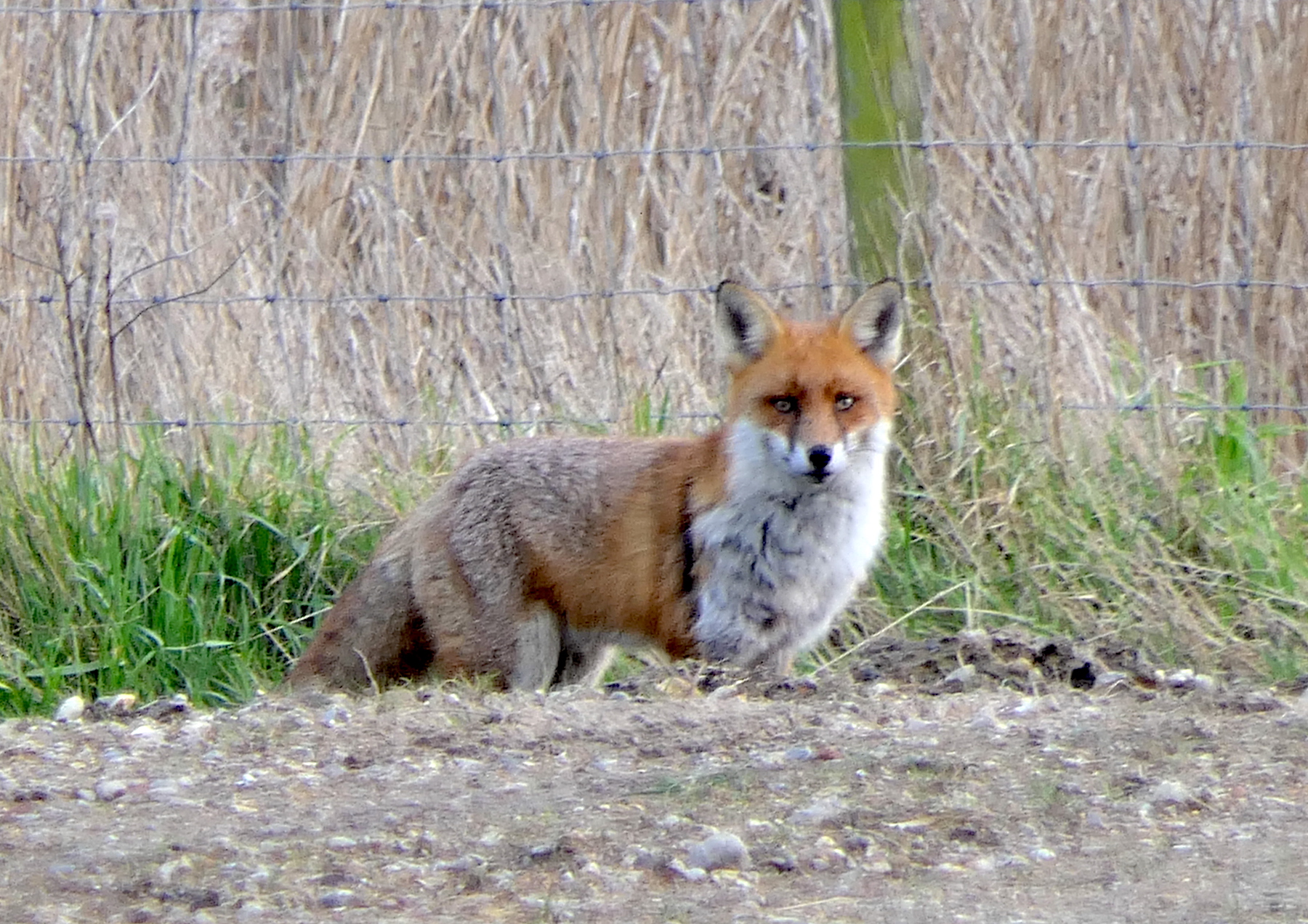 Bowers Marsh walk, February 2021 No. 8