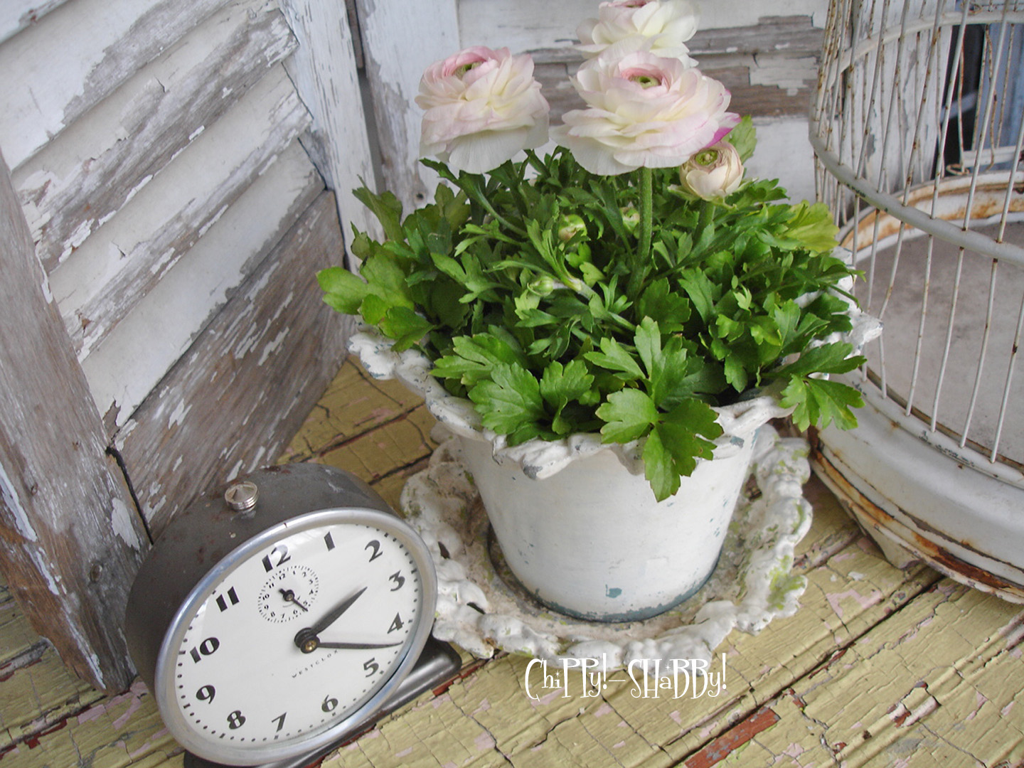 ChiPPy! - SHaBBy!: It's ChiPPy WHITE WEDNESDAY ~ ChiPPy!-SHaBBy! Style!*!*!