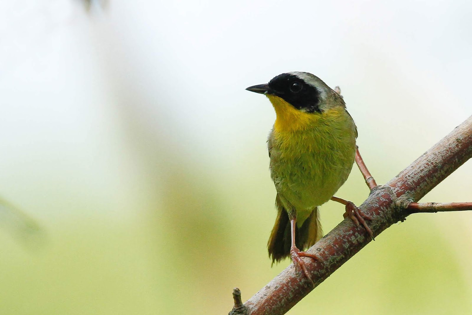 Philly Bird Nerd : Philadelphia Breeding Bird Census