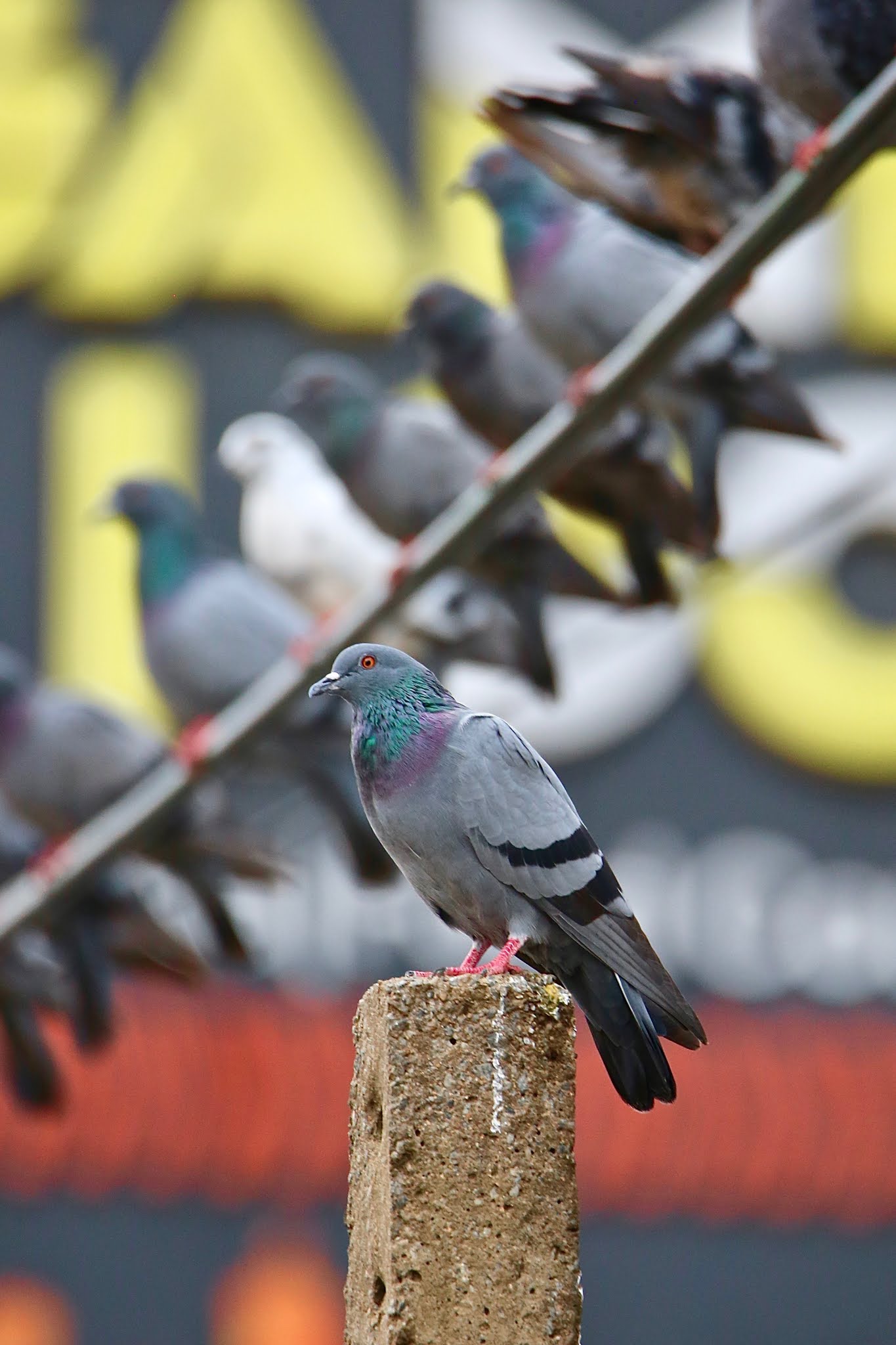 Rock Pigeons are Majestic in Colour and Posture