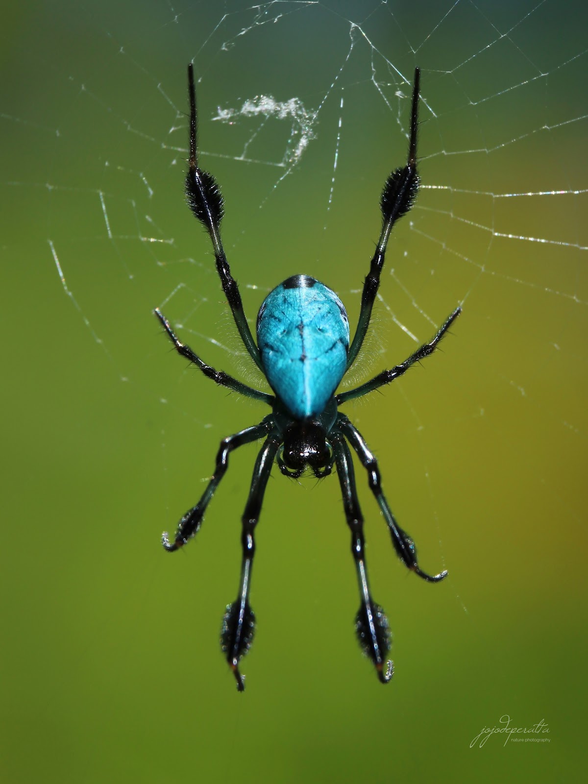 New Opadometa spider discovered in Palawan