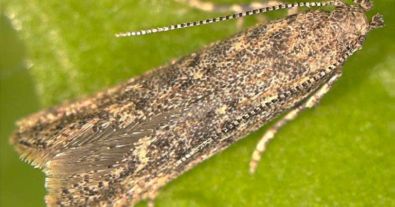 Huerto Casero de Quiquet: La polilla del tomate o Tuta absoluta una ...