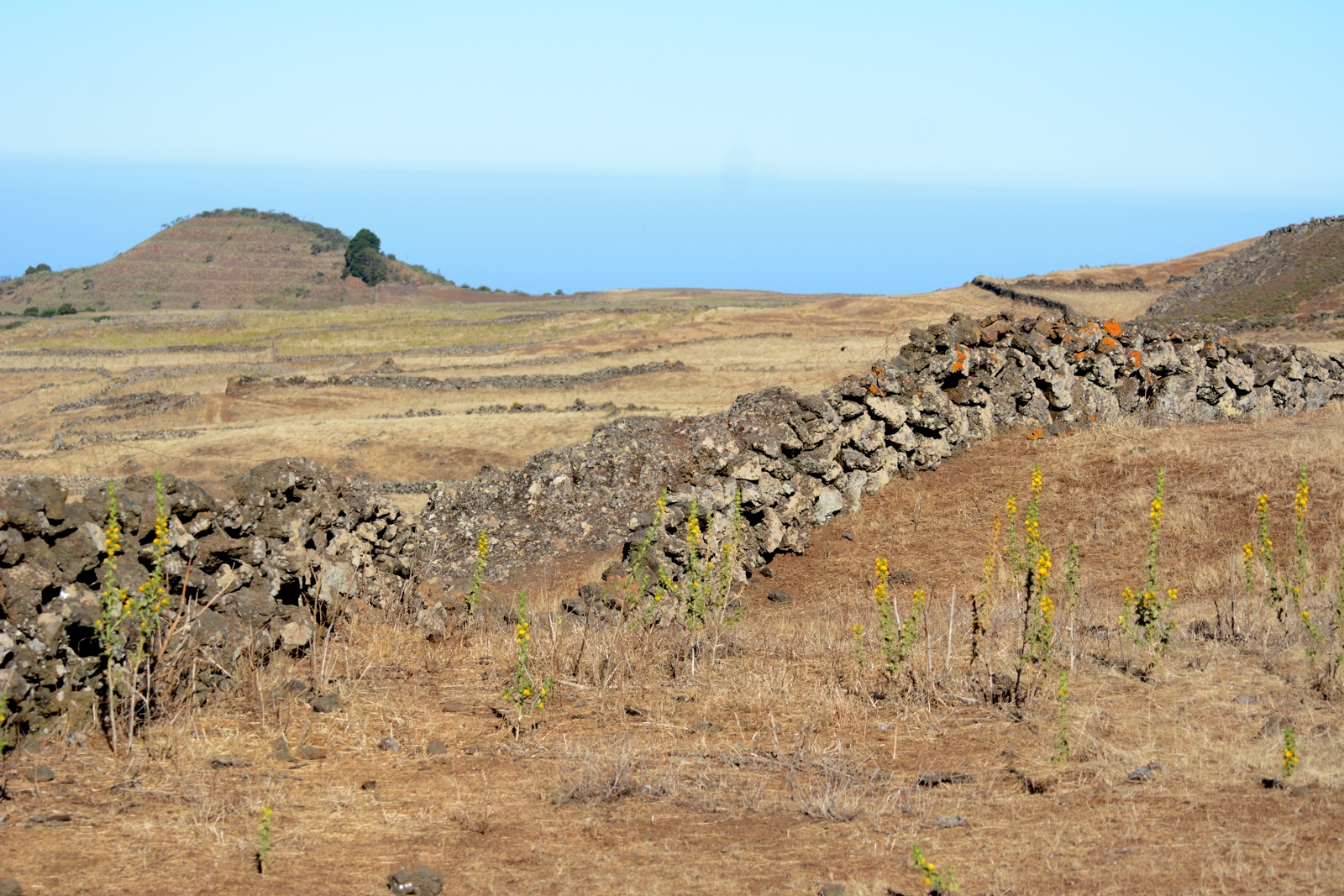 Birding Canarias: Cigarrones y aves en la meseta de Nizdafe.