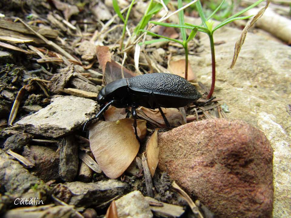 Beetles from Romania: Carabus (Procustes) coriaceus