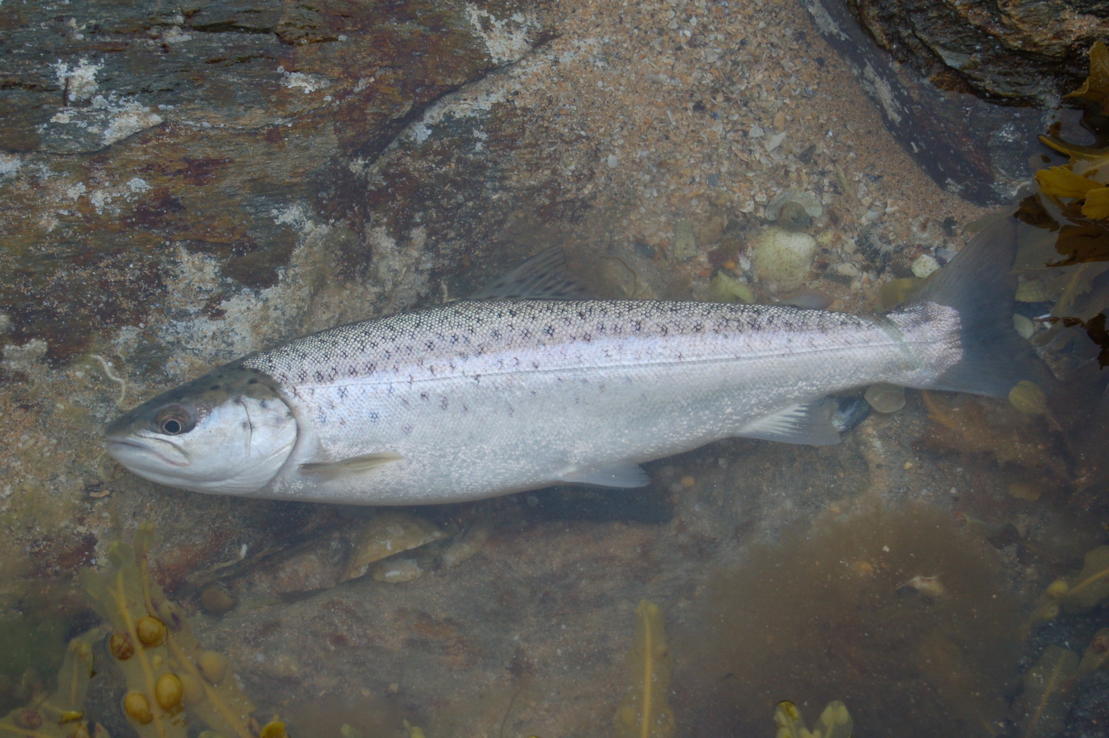 Foyle Trout & Salmon Flies: Salt Water Fly Fishing