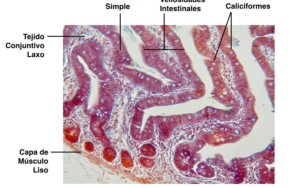 APRENDIENDO MEDICINA: INTESTINO DELGADO HISTO