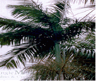 A SURVEY OF THE TREES OF YORROWKABRA: Survey