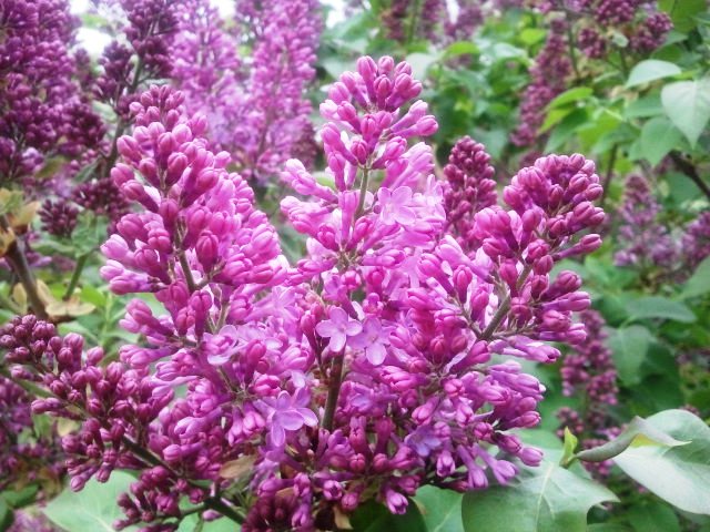 Un Jardín en la Sierra de Madrid: El Lilo