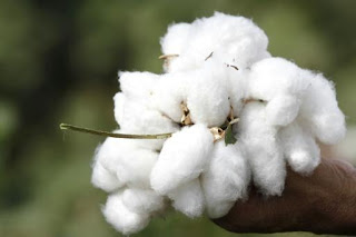 Future Genomics: BT Cotton increased yield by 24 % and profit by 50 %