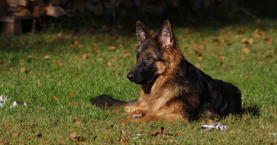 Ciri-ciri Anjing Herder Bagus