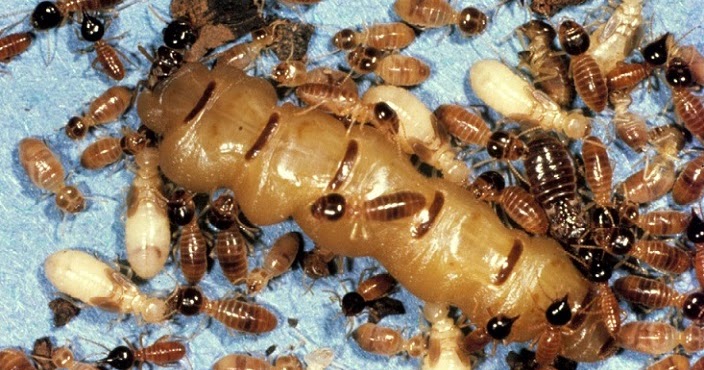 Apa Rayap yang Paling Ganas di Dunia? | Belajar Sampai Mati