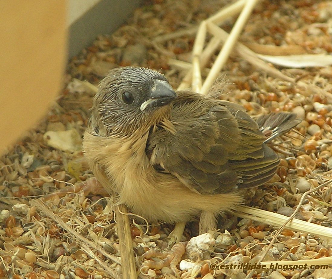 Estrildidae: Asmeninė patirtis. Rausvauodegė rubininė astrilda ...