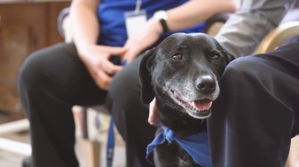 Lort Smith Therapy Dogs Help Christmas Travellers | Australian Dog Lover