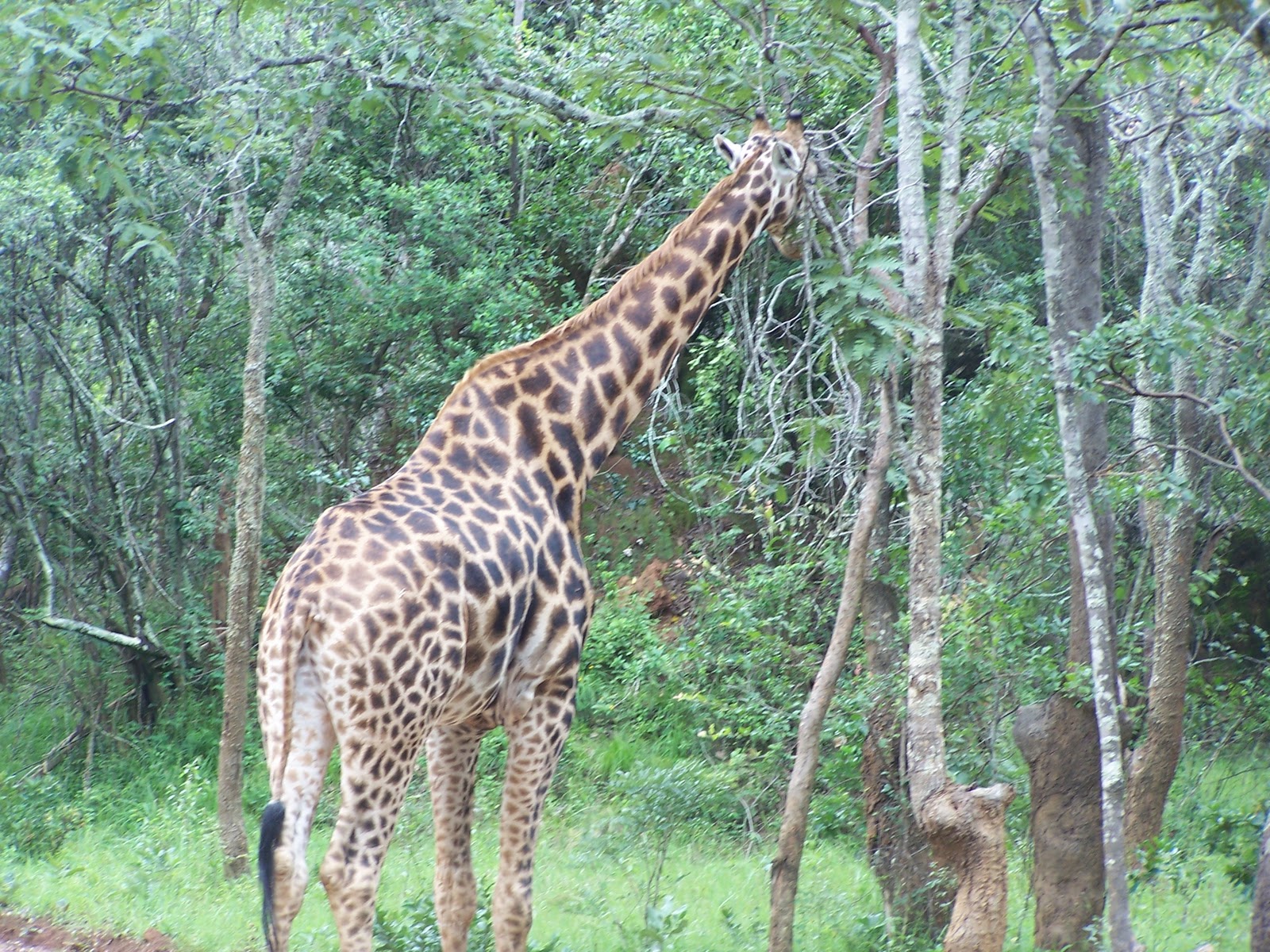 Phil and Sue Hall: Nsobe Game Park