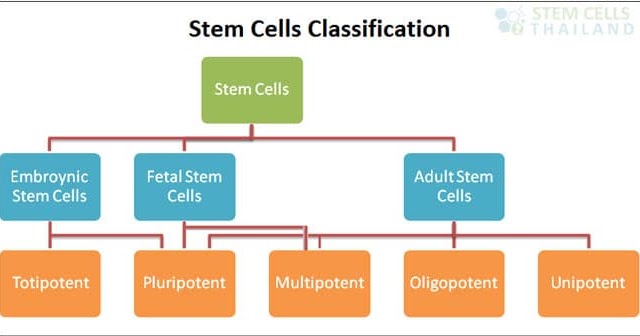 THE EXAMS MADE SIMPLE: Cell Potency : Totipotent Cells, Pluripotent ...