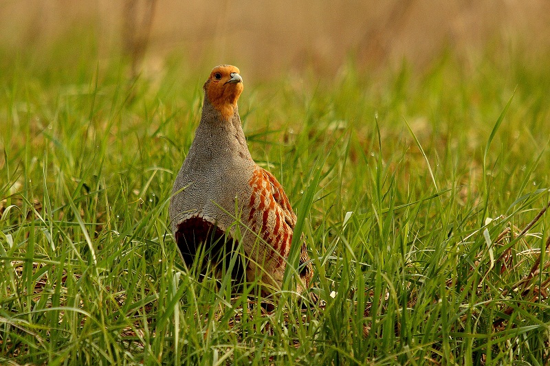 MYSLIVOST: Koroptev polní (Perdix perdix Linné, Slepičky mají na ...