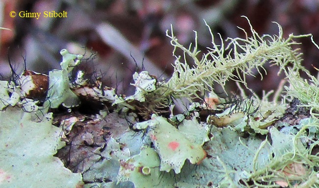 Green Gardening Matters: Lichen: a three-way symbiotic organism
