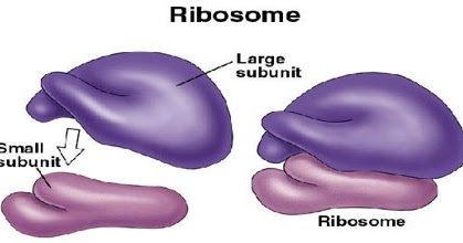 Ribosomes
