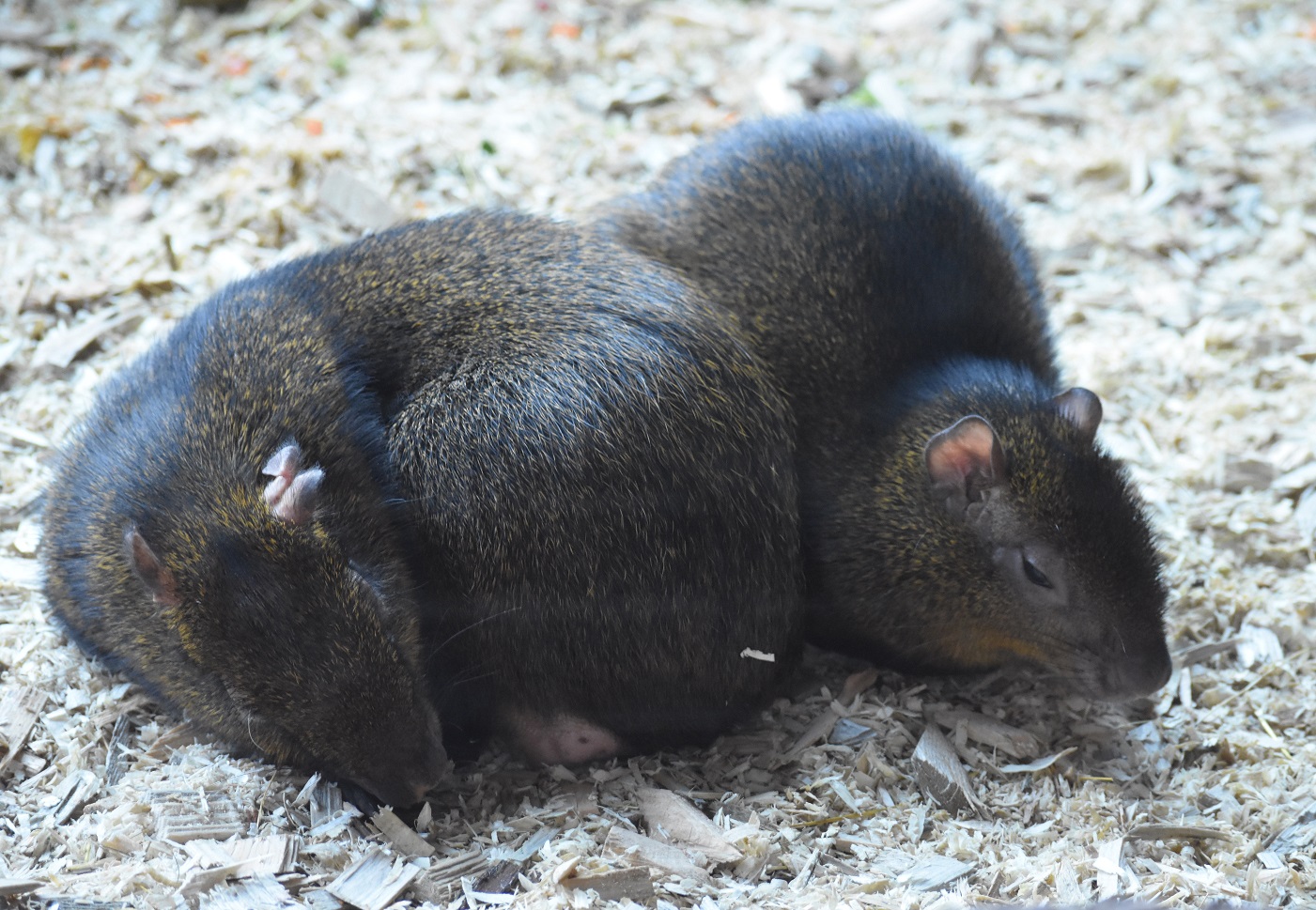 ZOOTOGRAFIANDO (6.100 ANIMALS): AGUTÍ NEGRO / BLACK AGOUTI (Dasyprocta ...
