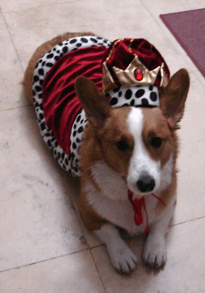Celtic Corgi: In honour of the Royal Wedding