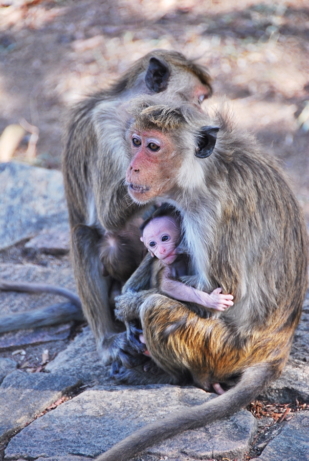 Adoring the Ancient Art and History of the Golden Temple of Dambulla ...