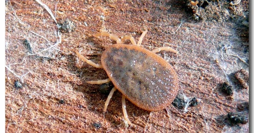 Variety of Life: Argasidae