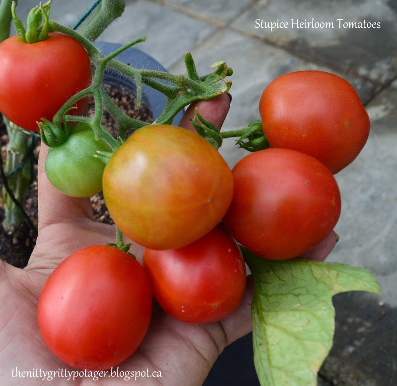 Tanja's Top Ten Tomatoes - 2014