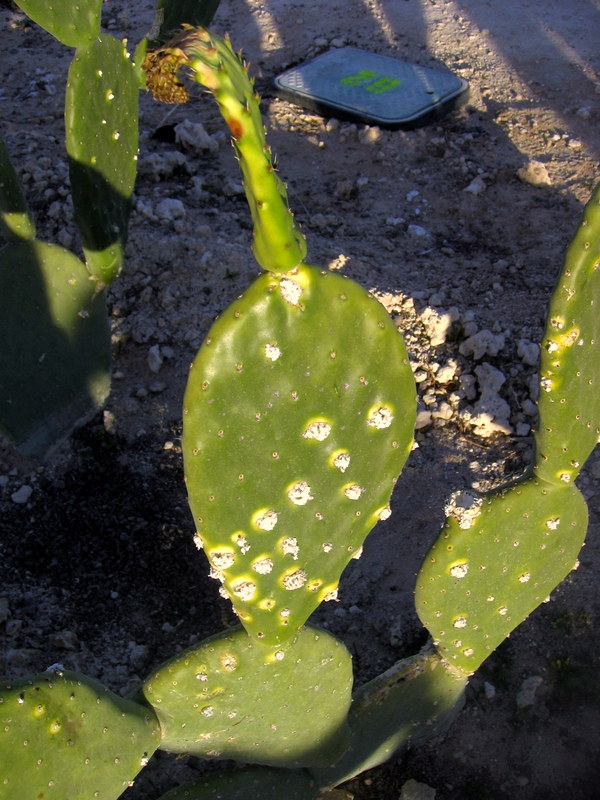 Xtremehorticulture of the Desert: Nopal Cactus (Copena varieties from ...