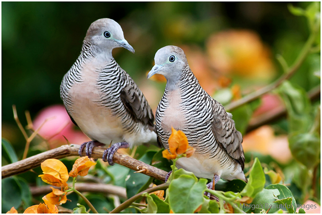 Daftar Nama dan Foto Macam-macam Jenis Burung Lokal Indonesia, Mulai ...
