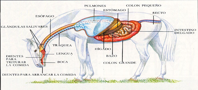 Amiga AnatoVet: Anatomia do Sistema digestório – Faringe, esôfago e ...