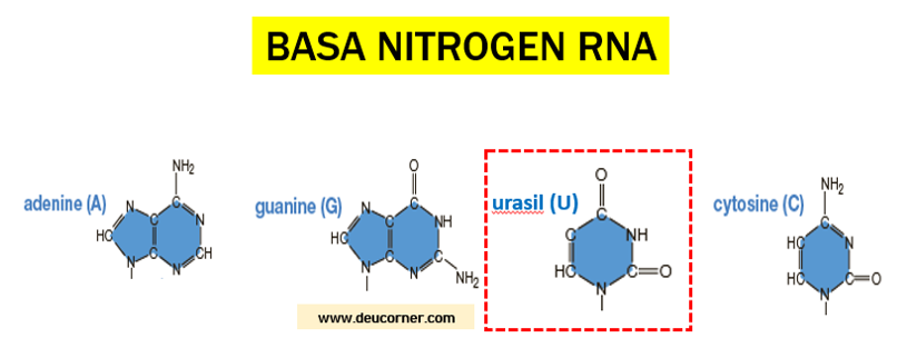Biologi Kelas 12 | Materi Genetik (DNA & RNA) - Dewanto, S.Pd ...