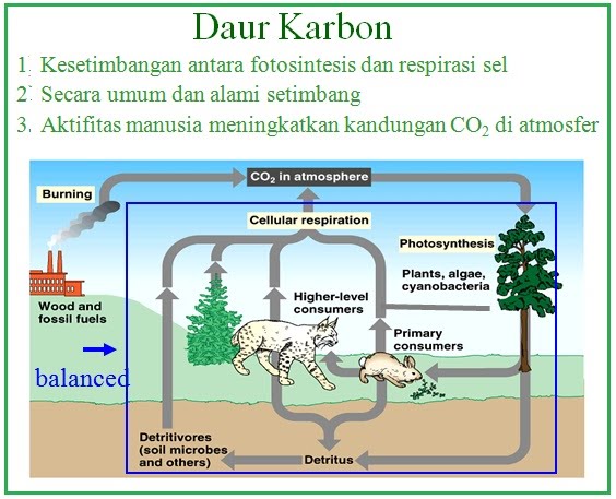 Biomania Siklus Karbon Oksigen