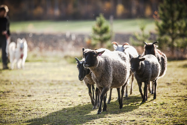 Paws Up: Paimenkoirat paimentaa