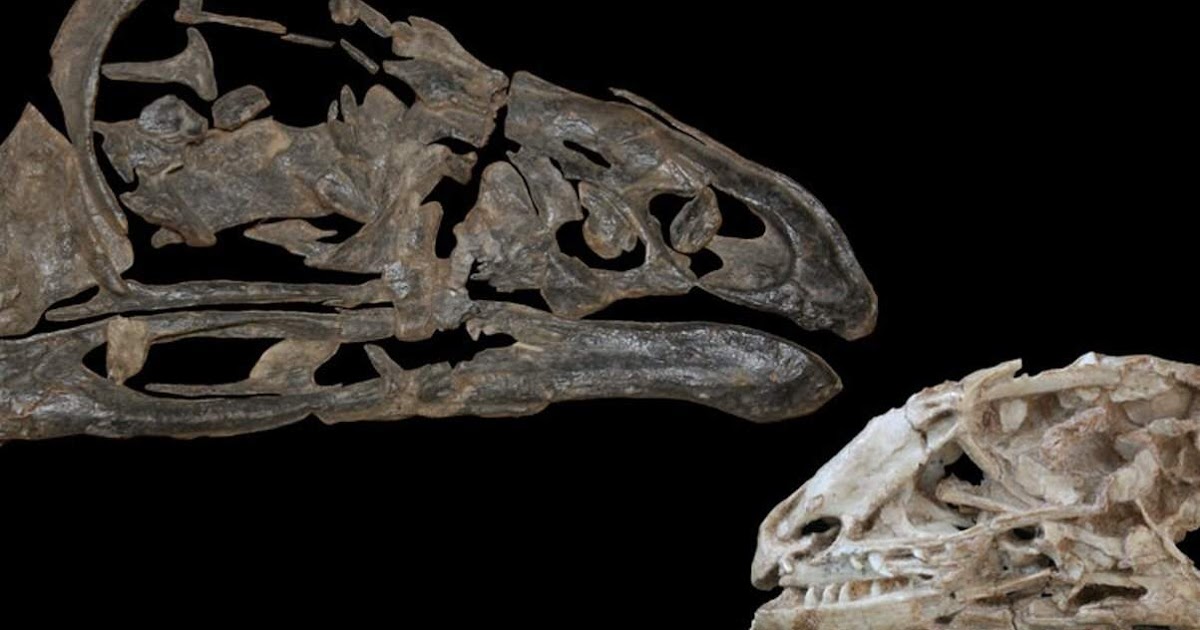 'Wonderchicken': Oldest Fossil of Modern Bird Discovered - Geology In