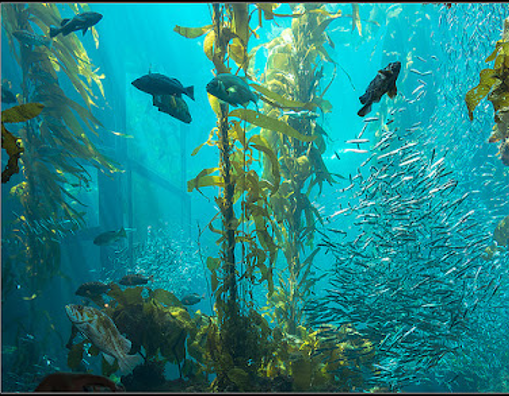 Behind the French Menu: Algue or Algue de Mer - Seaweed. Edible ...