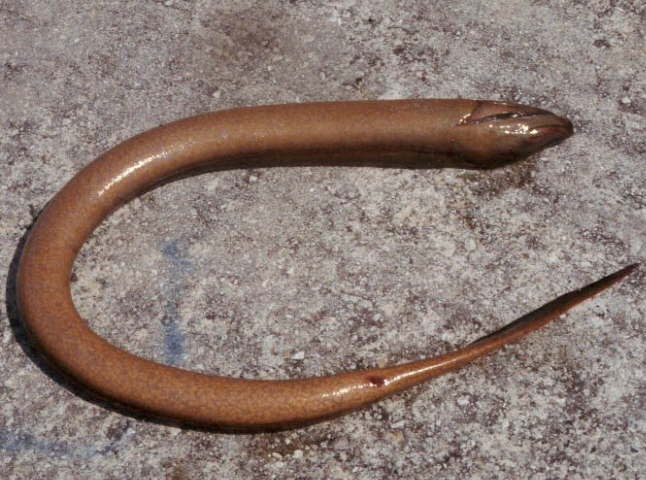 Real Monstrosities: Swamp Eel