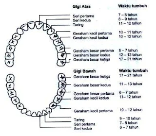 3 Periode Pertumbuhan Gigi yang Perlu Diketahui