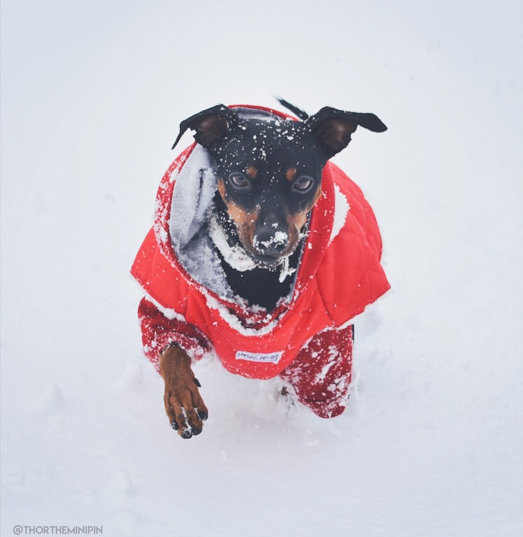 11 CONSEJOS PARA DISFRUTAR CON TU PERRO EN LA NIEVE - Thor The ...