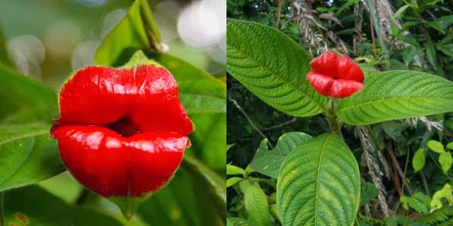 10 Bentuk Bunga Paling Unik Di Dunia