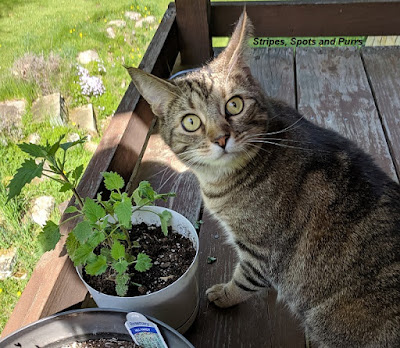 How to grow catnip | Stripes Spots and Purrs