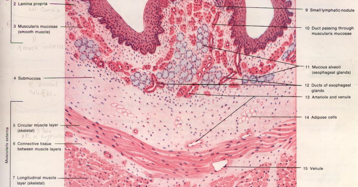 ule's blog: histologi vet.II Saluran Pencernaan