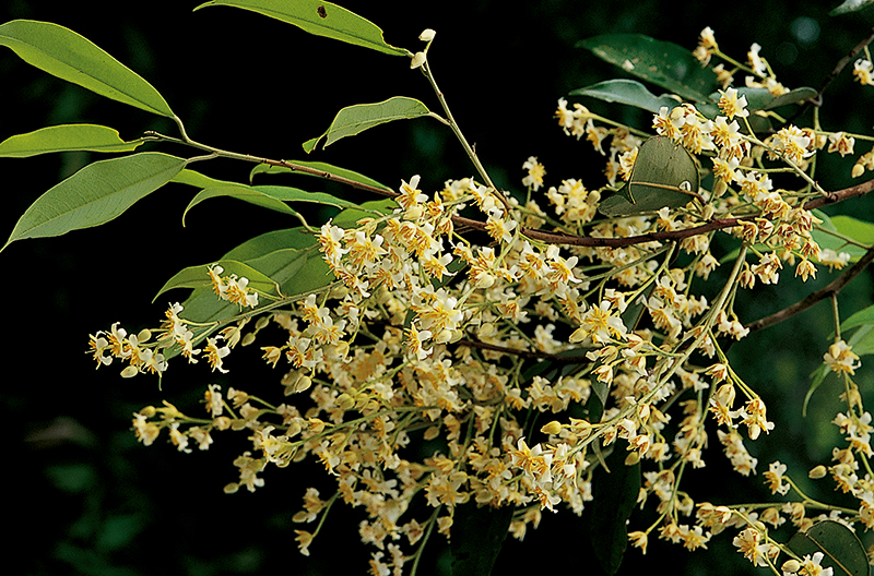 ศูนย์คุ้มครองพันธุ์พืชป่า จังหวัดชุมพร: ช้าม่วง