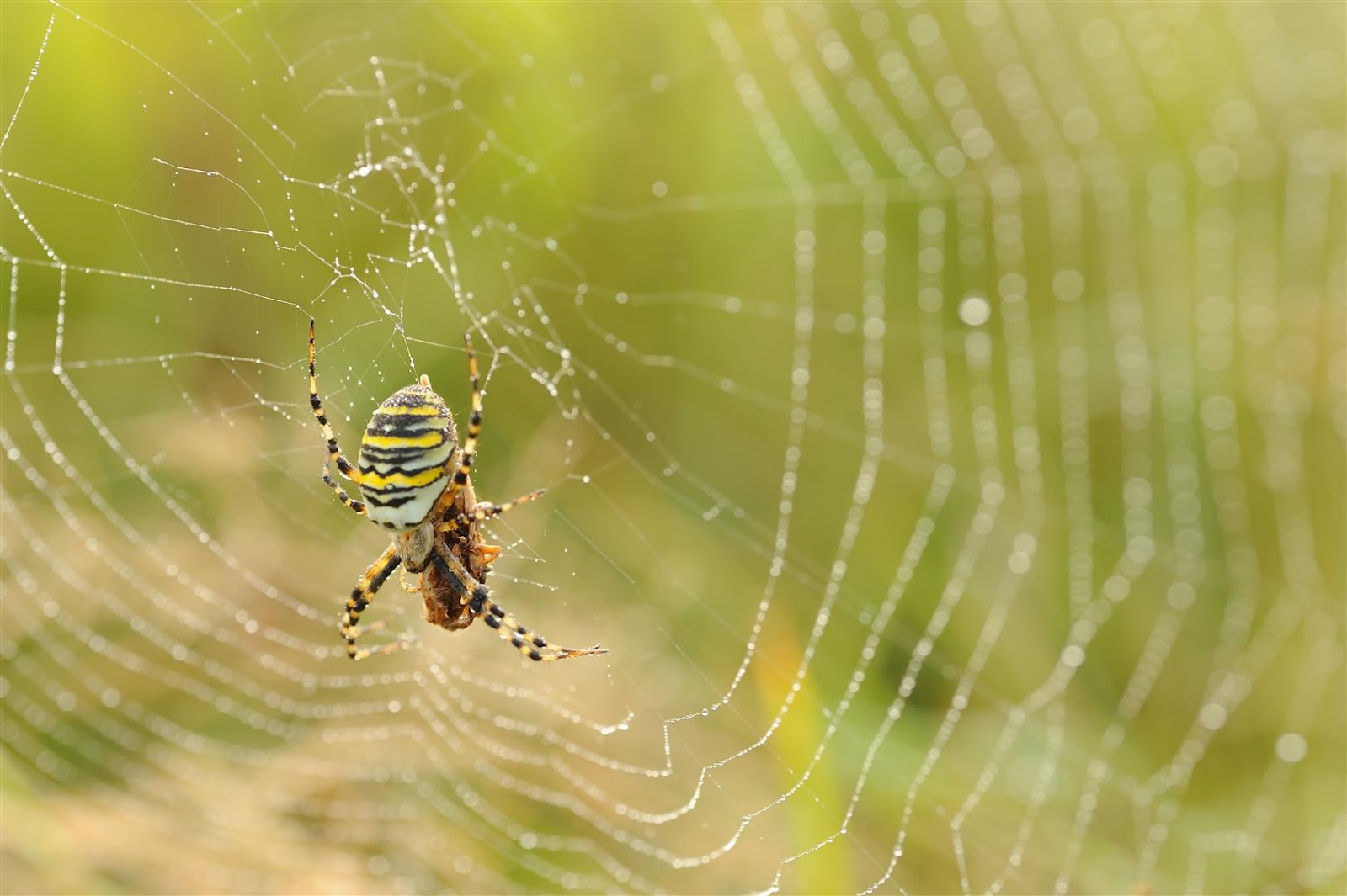 Gonnie van de Schans : Spinnenplaag?