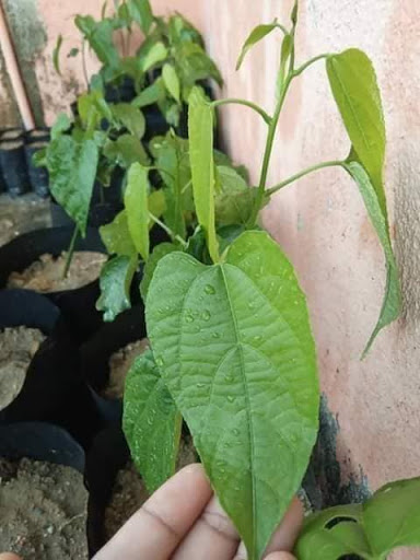 Berita TV Malaysia: POKOK SACHA INCHI DARI AKAR HINGGA PUCUK BANYAK ...